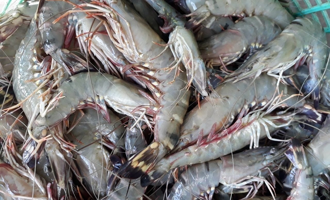 Ecuador tăng xuất khẩu tôm sang EU và Mỹ