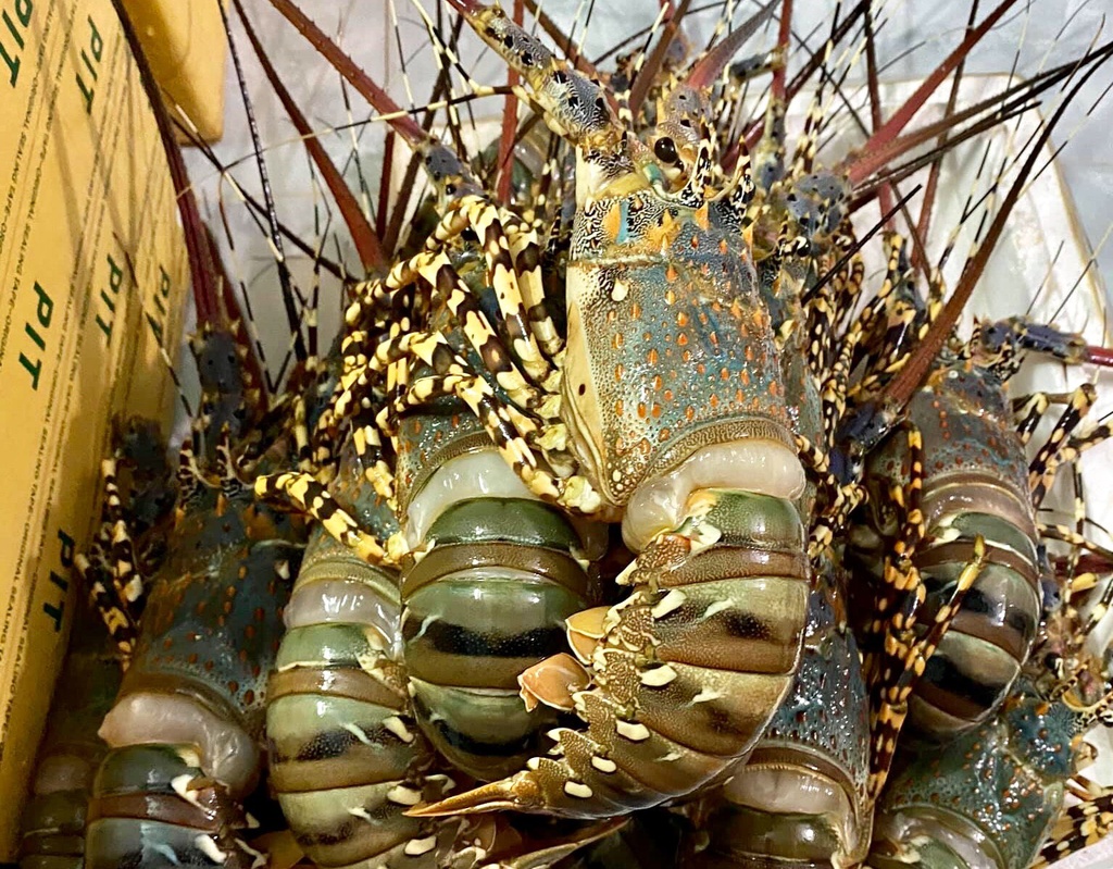 Ecuador tăng xuất khẩu tôm sang EU và Mỹ