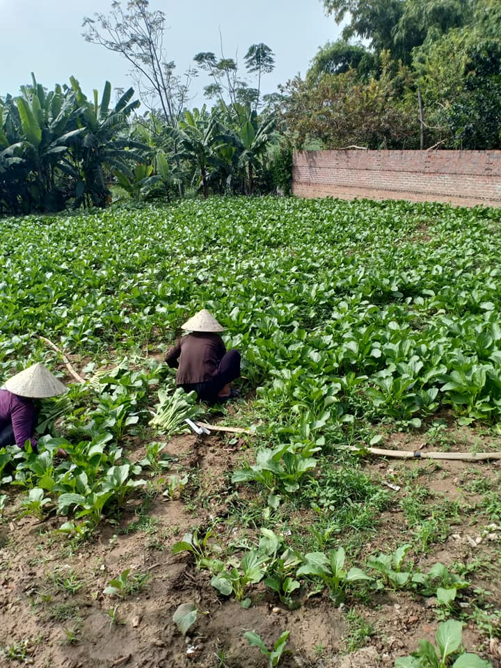 Hà Nội: Rau cải ngọt vào vụ giá tại vườn 8.000 đồng/kg
