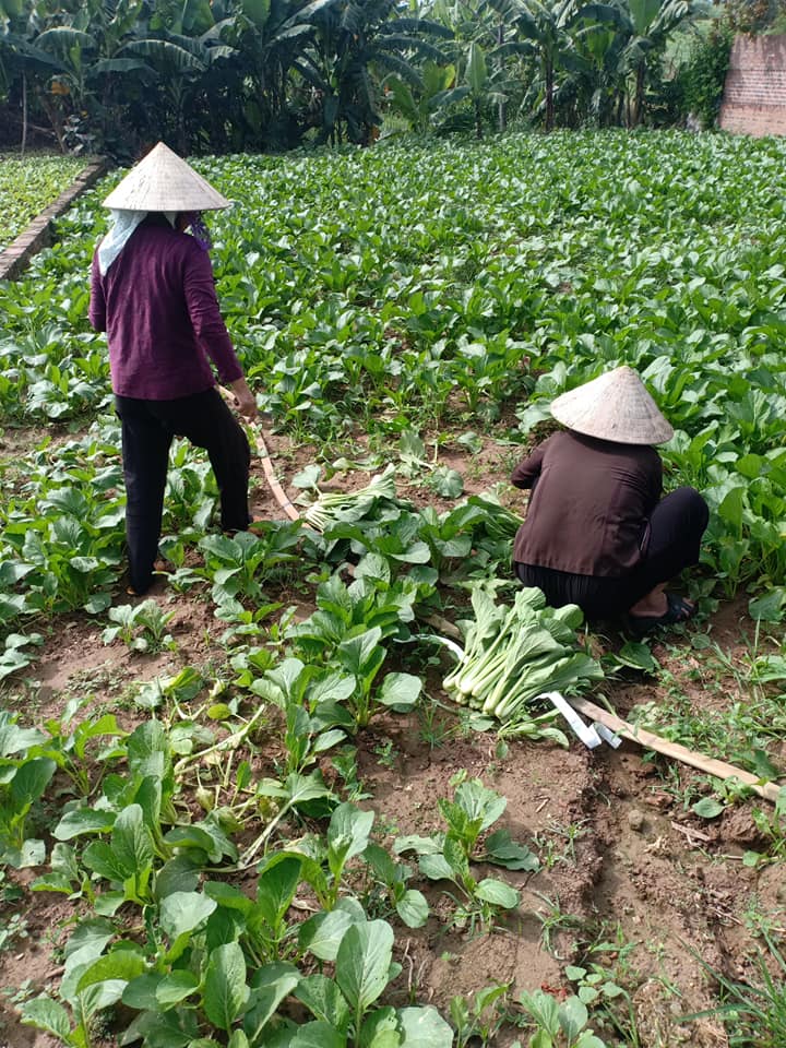 Hà Nội: Rau cải ngọt vào vụ giá tại vườn 8.000 đồng/kg