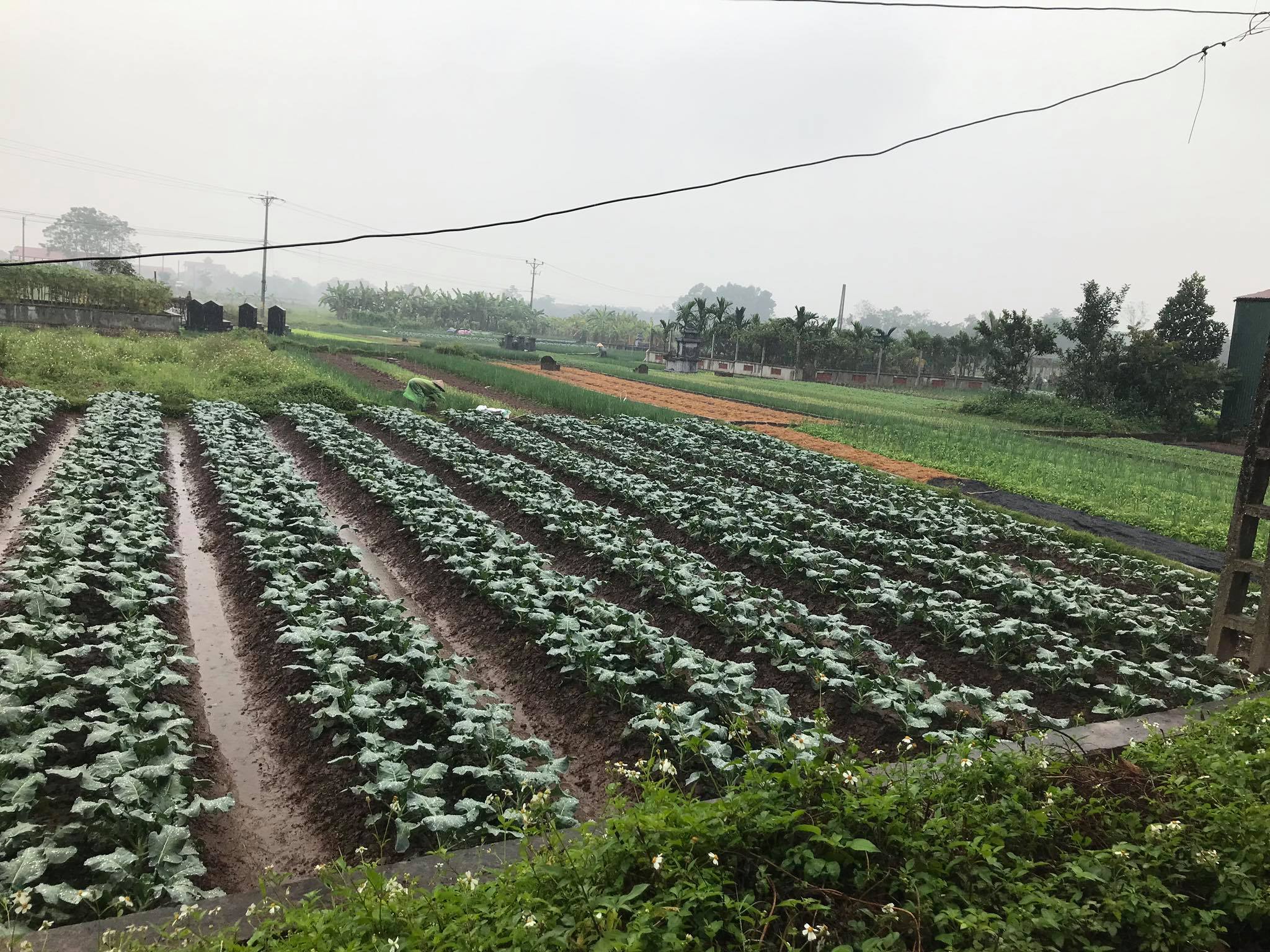 Hà Nội: Rau cải ngọt vào vụ giá tại vườn 8.000 đồng/kg